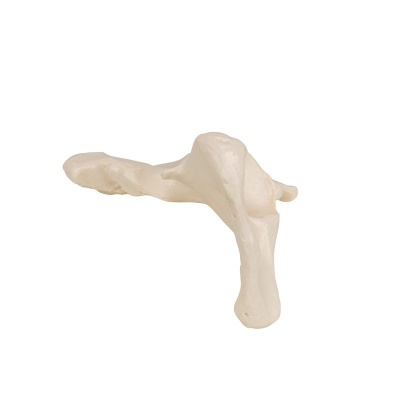 Individual Bone Models | Health and Care